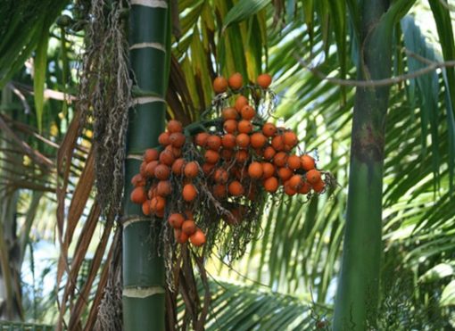 Ciri-ciri dan Jenis-jenis Pohon Palem - BibitBunga.com