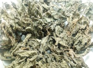 Tapak Liman, Tanaman Herbal yang Berkhasiat Sebagai Pengobatan ...