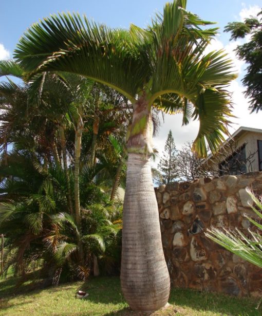 Ciri-ciri dan Jenis-jenis Pohon Palem - BibitBunga.com