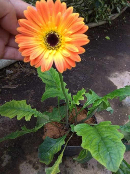 Jual Tanaman Gerbera Orange - BibitBunga.com