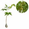 Jual Tanaman Mimba (Neem Tree) - BibitBunga.com