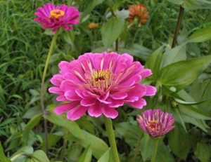 Cara Menyemai Benih Bunga Zinnia yang Benar - BibitBunga.com