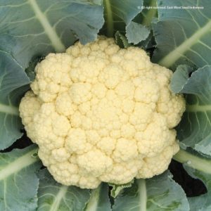 Jual Benih Kembang Bunga Kol Mona F1 50 Biji – Panah Merah - BibitBunga.com