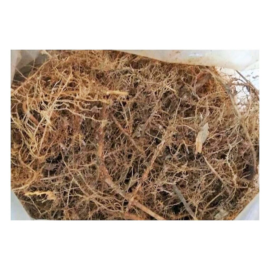 Jual Humus Akar Bambu Media Tanam Premium Penyubur Tanaman Kompos ...