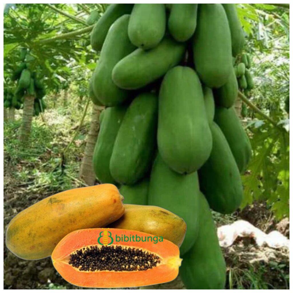 Jual Benih Pepaya California PAMELA F1 Hibrida Bibit Buah Calina IPB ...