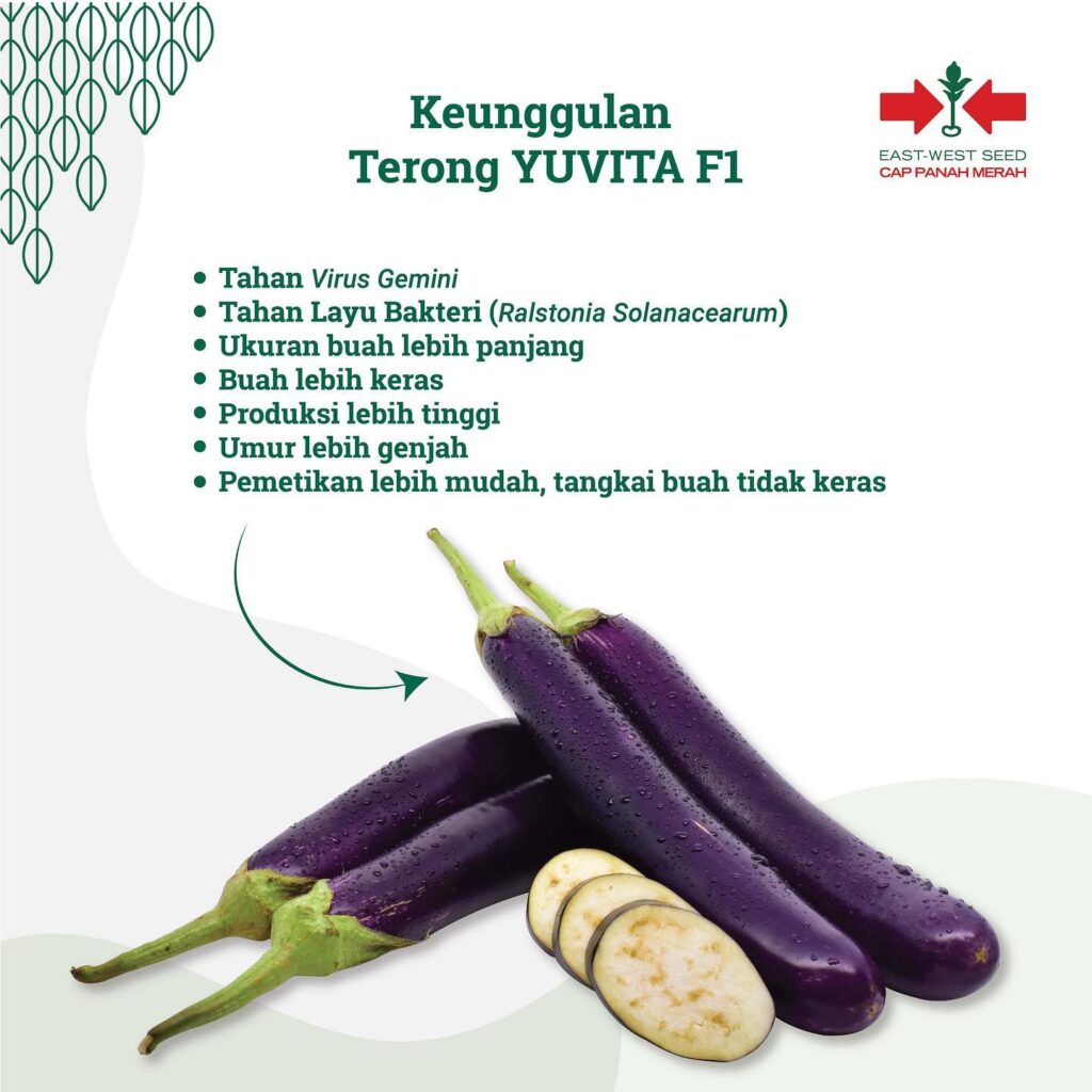 Jual Benih Bibit Terong Ungu Yuvita F1 150 Biji Sayuran Cap Panah Merah - BibitBunga.com