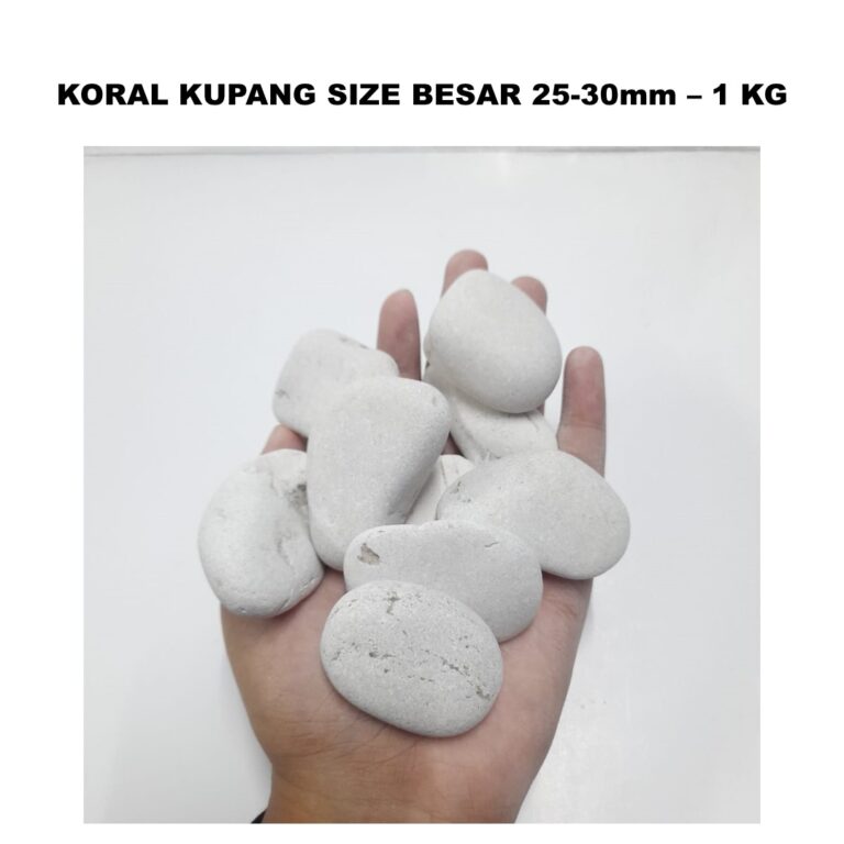 Jual Batu Koral Kupang Putih Size Besar 25-30mm – 1 Kg - BibitBunga.com